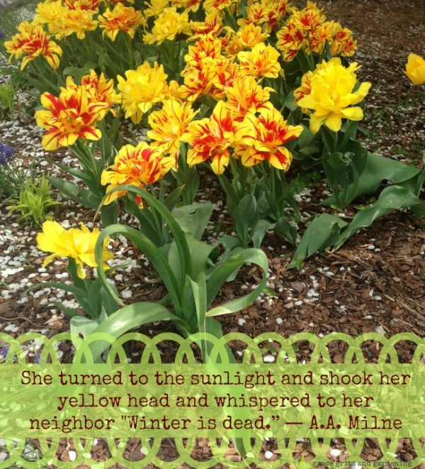 under the influence of Spring! - grace grits and gardening