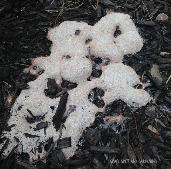 There’s slime mold growing in my garden! - grace grits and gardening