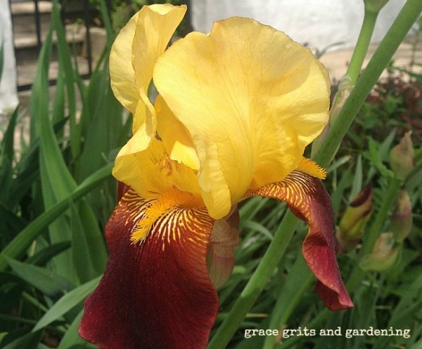 The Bearded Ladies of Fayetteville - grace grits and gardening