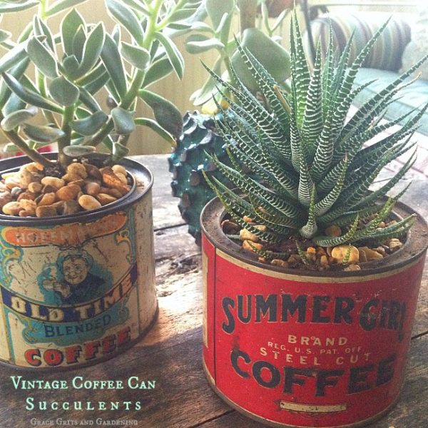 Vintage Coffee Tin Succulents. My new fav! - grace grits and gardening