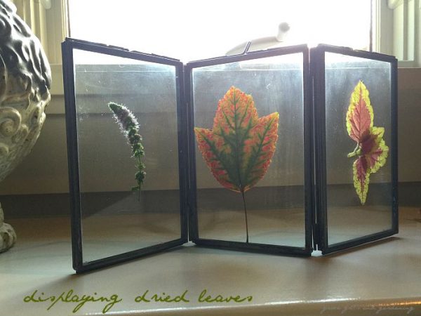 Specimen Frames – Dried Flowers on Display - grace grits and gardening