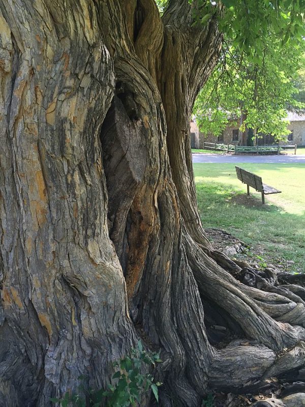 Lucy and Annabelle go to Wilson Park - grace grits and gardening