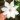 How to Grow a Clematis Vine (as big as a dinner plate) - grace grits ...