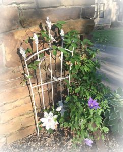 How to Grow a Clematis Vine (as big as a dinner plate) - grace grits ...