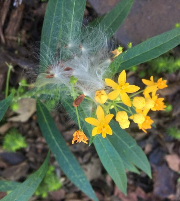 the Halloween Garden - grace grits and gardening