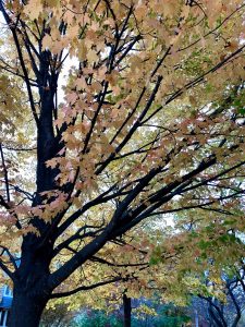 the amazing grace of AUTUMN - grace grits and gardening