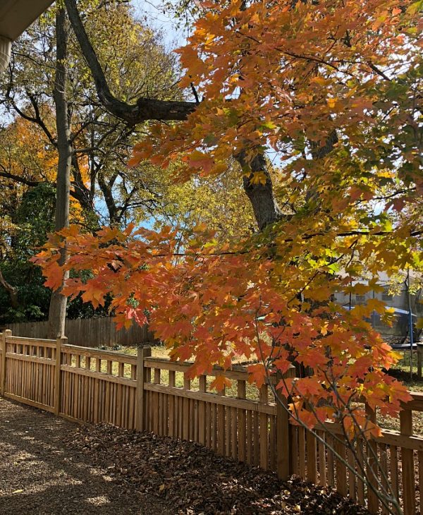 the amazing grace of AUTUMN - grace grits and gardening