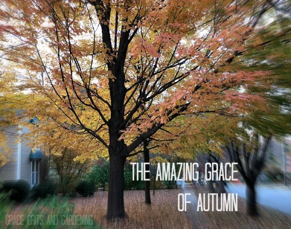 the amazing grace of AUTUMN - grace grits and gardening