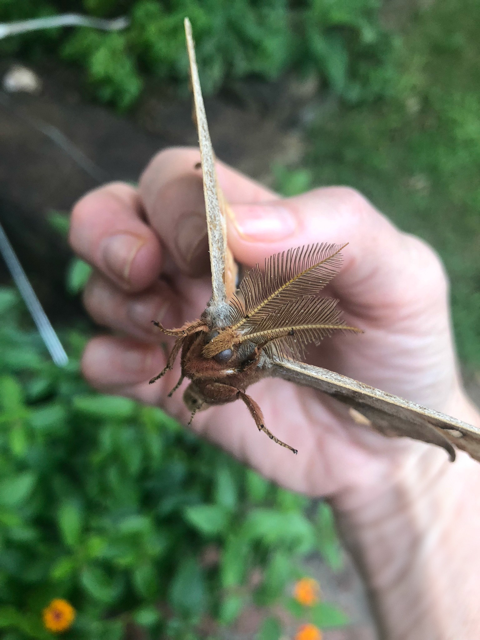 Interlude with a Sleepy Little Moth - grace grits and gardening