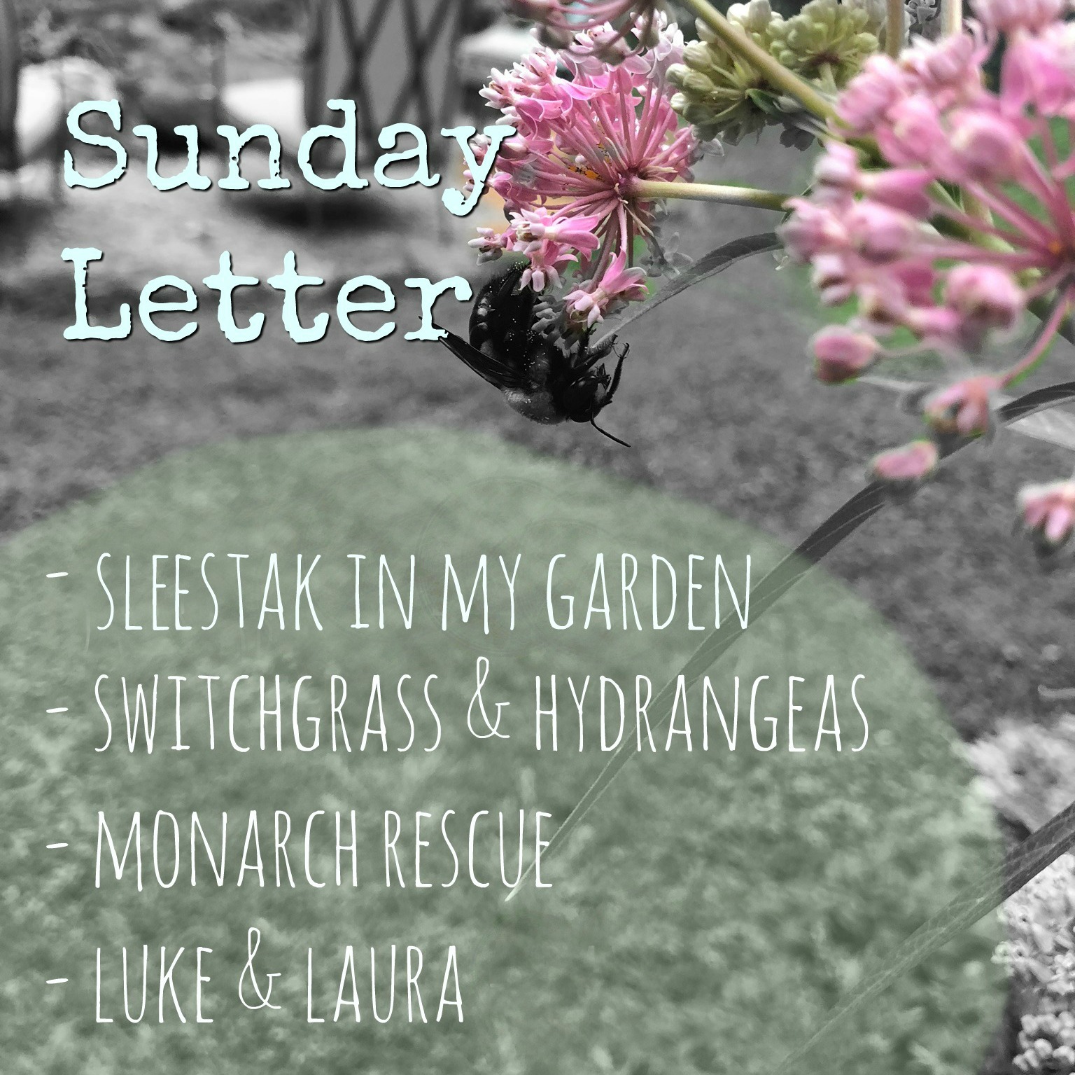 Sunday Letter: 08.19.18 - grace grits and gardening