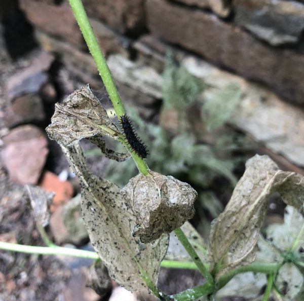 Silvery Checkerspot Caterpillars! - grace grits and gardening