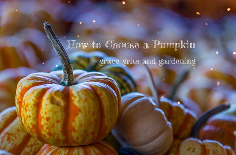 How to Choose a Pumpkin - grace grits and gardening