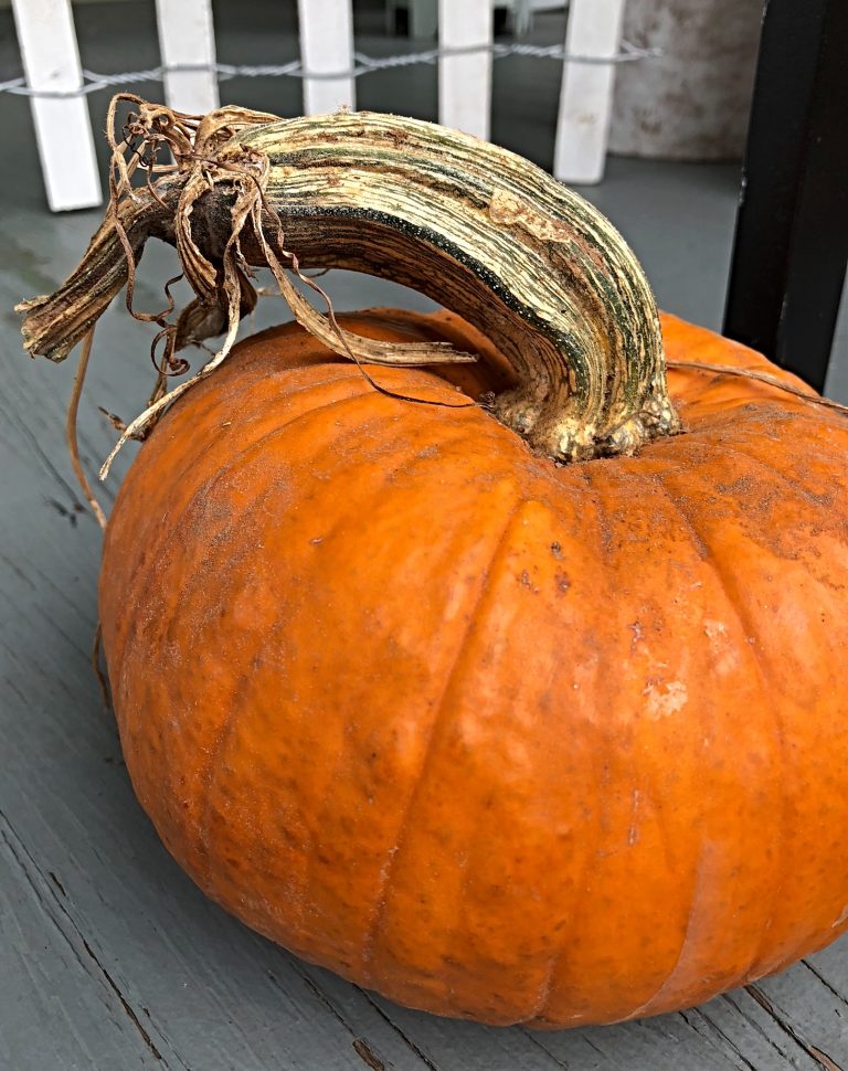 How to Choose a Pumpkin - grace grits and gardening