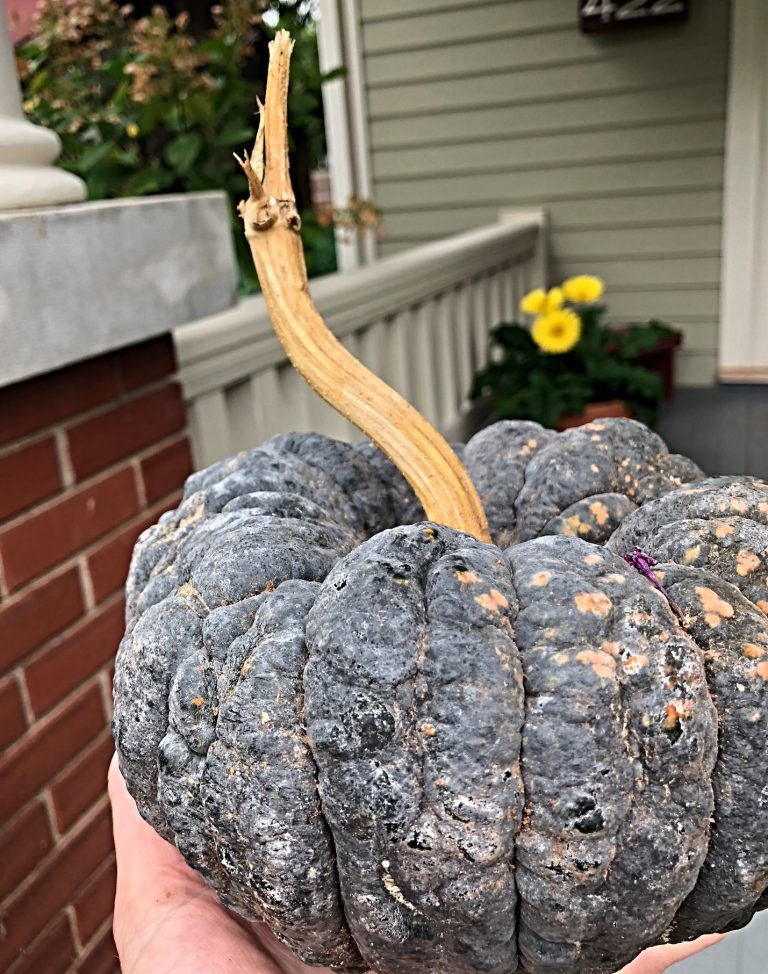 How to Choose a Pumpkin - grace grits and gardening