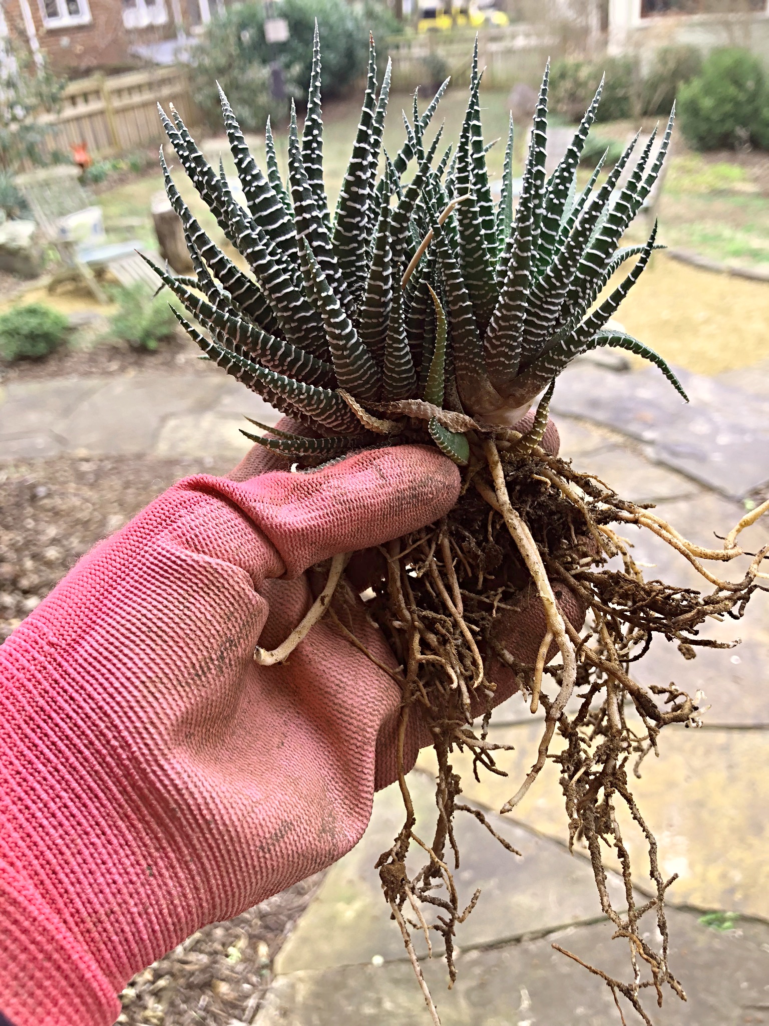 Zebra Plant Love - grace grits and gardening