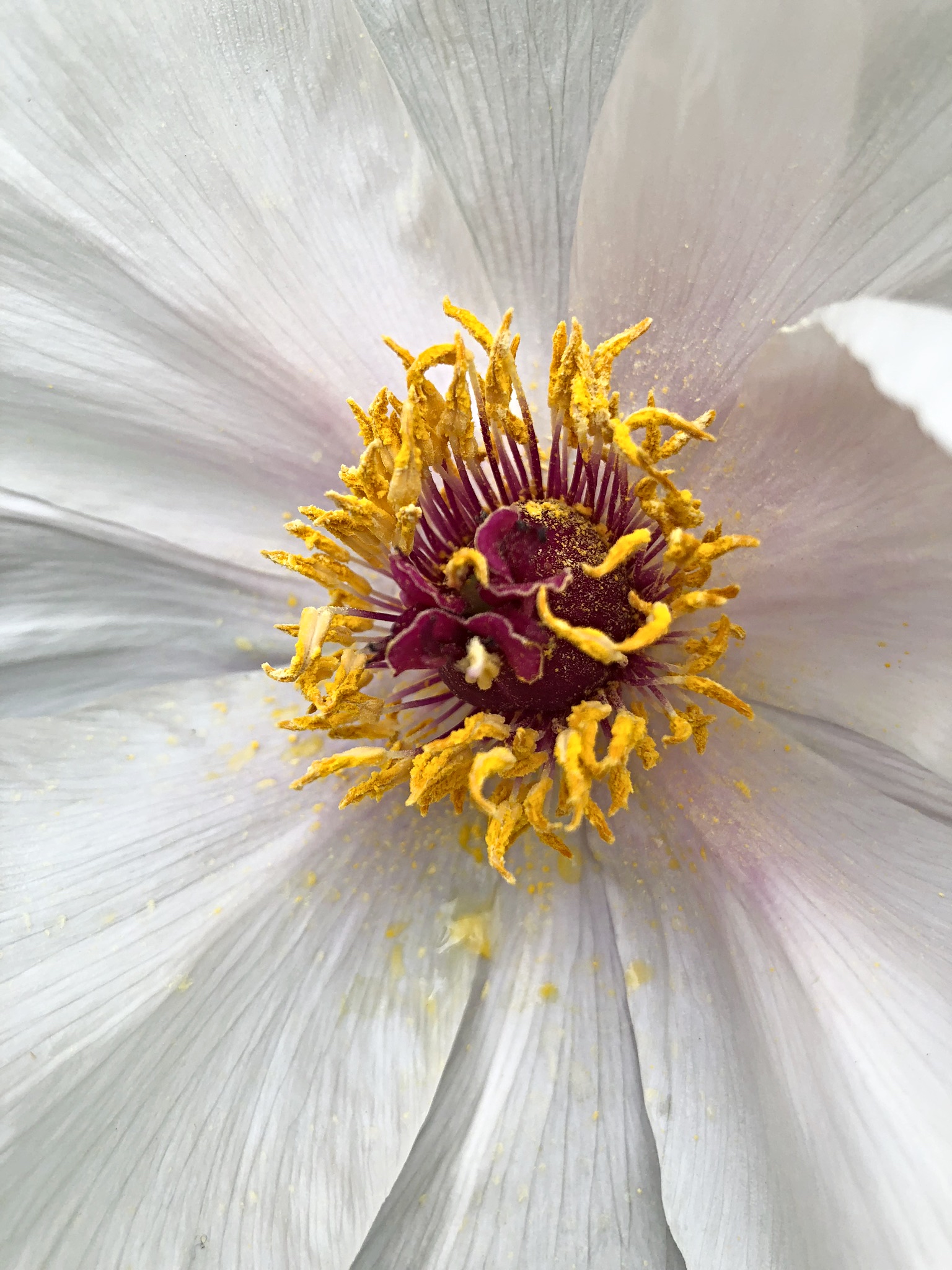 Tree Peony ~ a day in the life - grace grits and gardening