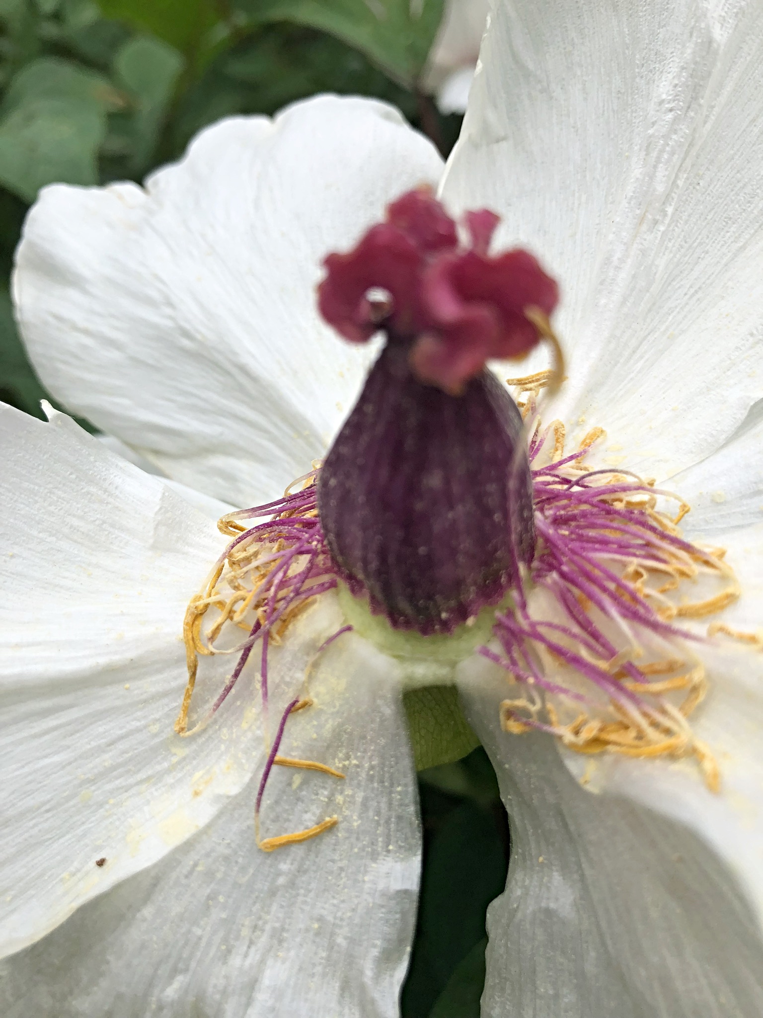 Tree Peony ~ a day in the life - grace grits and gardening