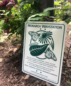 How to Create a Certified Monarch Waystation - grace grits and gardening