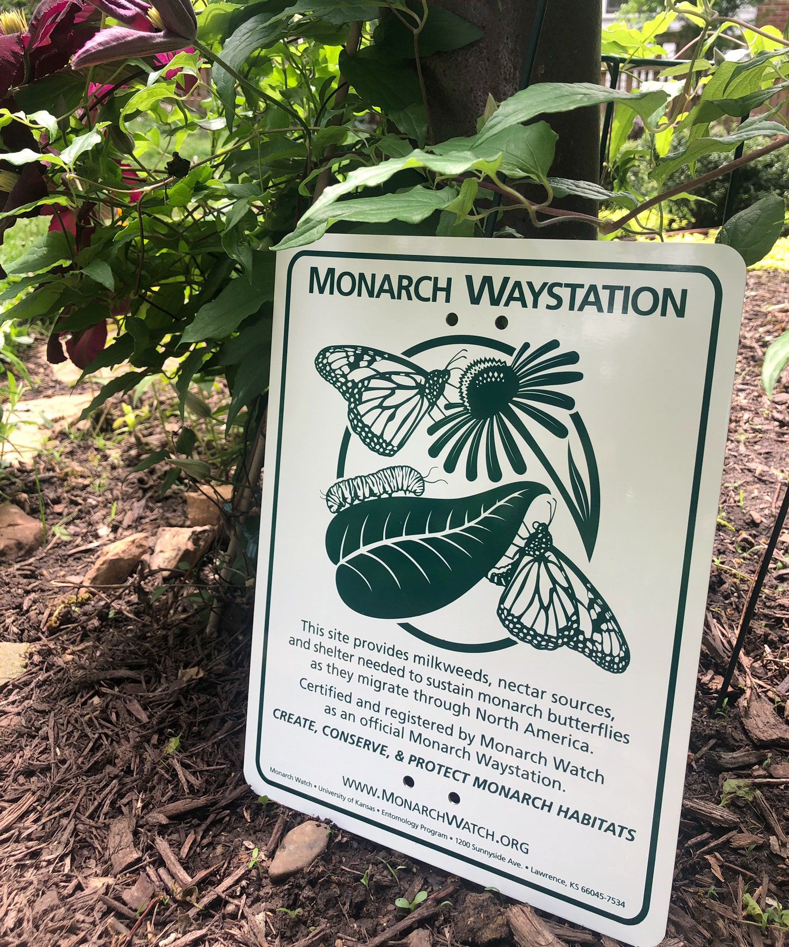 How to Create a Certified Monarch Waystation - grace grits and gardening