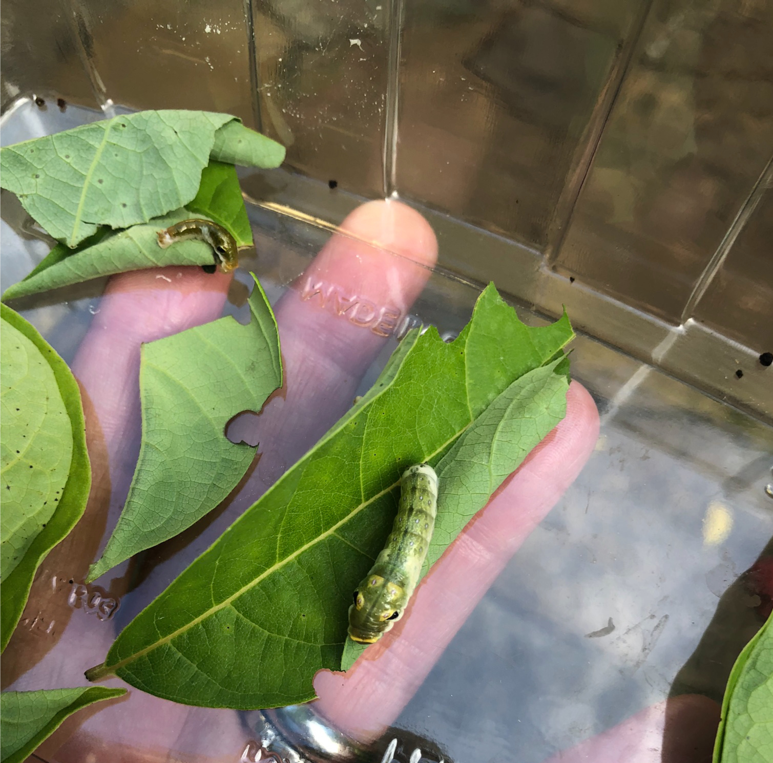 Hungry Spicebush Swallowtail Caterpillars ? - grace grits and gardening