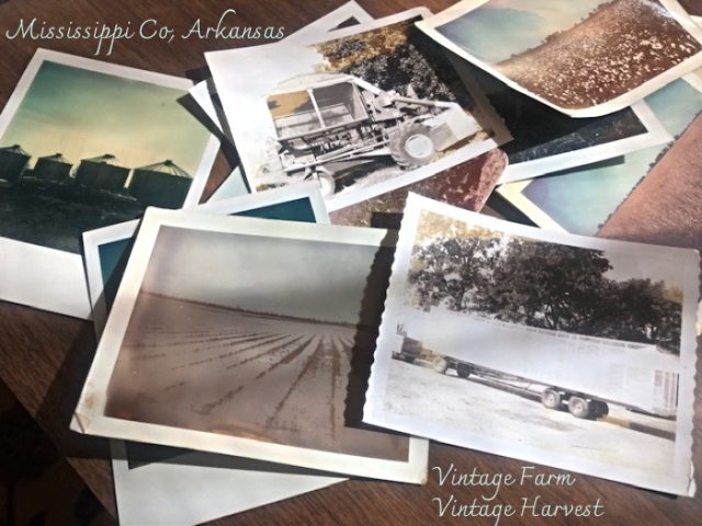 Vintage Harvest Photos (and the magic therein) - grace grits and gardening