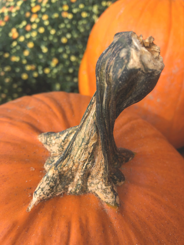 Decorating my Porch for Fall - grace grits and gardening