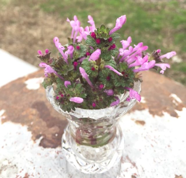 All the Tiny Weed Flowers - grace grits and gardening