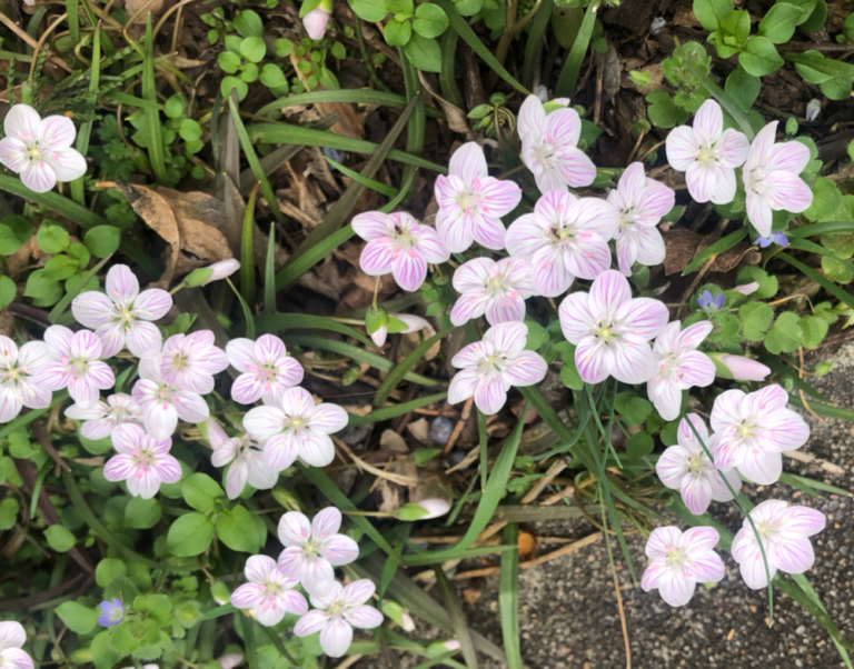 All the Tiny Weed Flowers - grace grits and gardening
