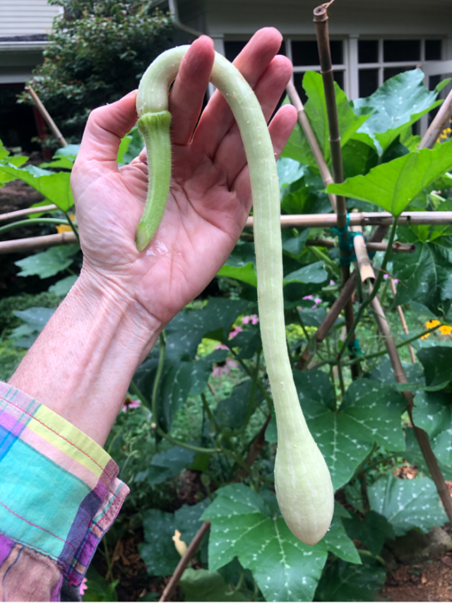 Summer of the Trombetta Squash - grace grits and gardening