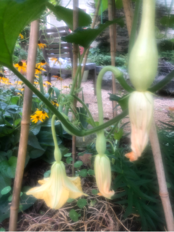 Summer of the Trombetta Squash - grace grits and gardening