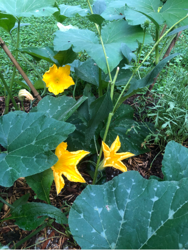 Summer of the Trombetta Squash - grace grits and gardening