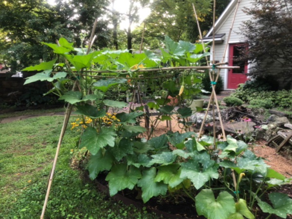 Summer of the Trombetta Squash - grace grits and gardening