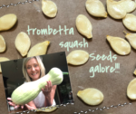 How to Harvest Trombetta Squash Seeds - grace grits and gardening