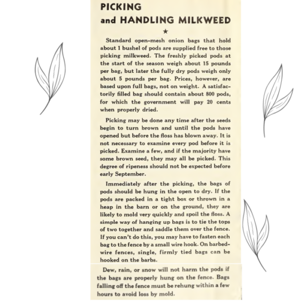 Milkweed During World War II - grace grits and gardening