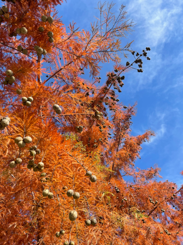 I met the most gorgeous Bald Cypress… - grace grits and gardening