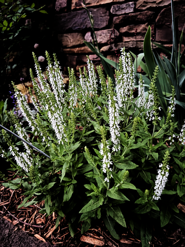 We Created a Moon Garden! - grace grits and gardening